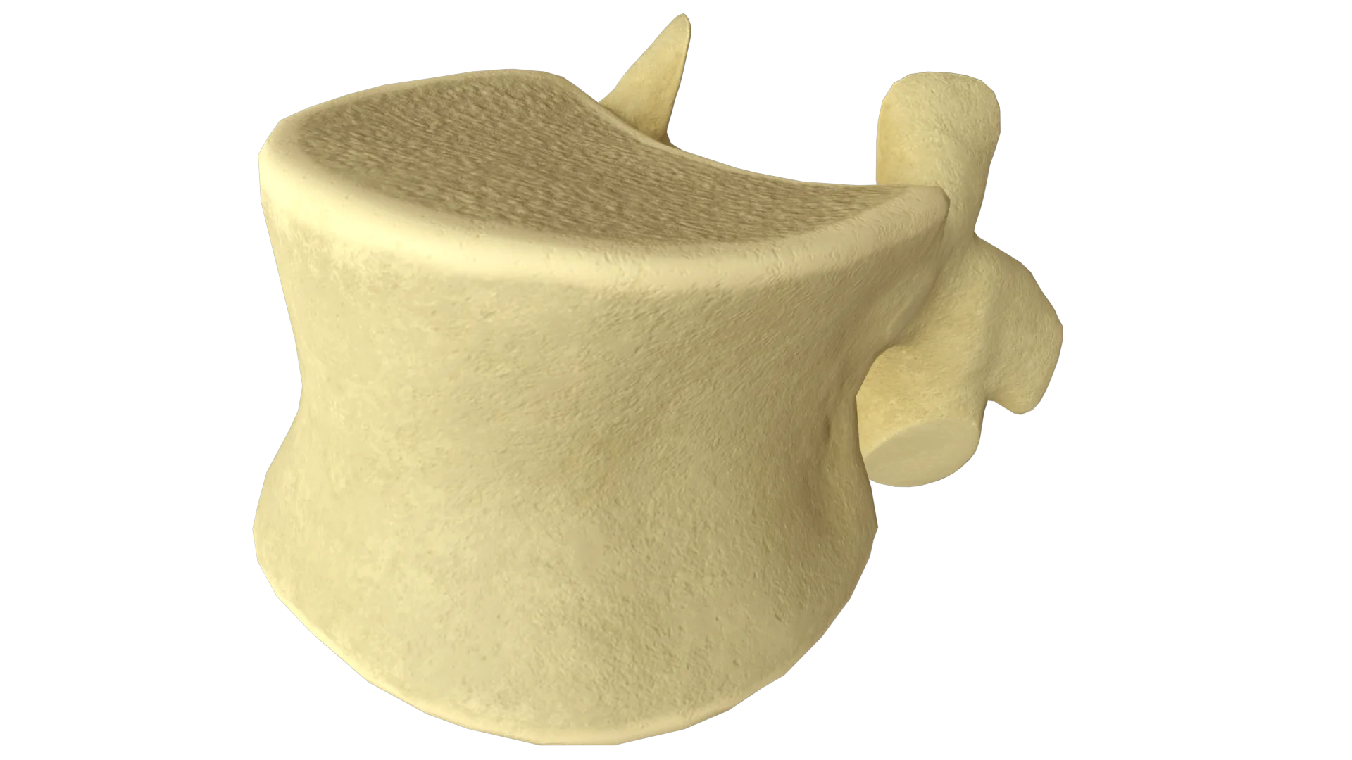 3D анатомическая модель позвонка T12 (нижний грудной позвонок) | VOKA